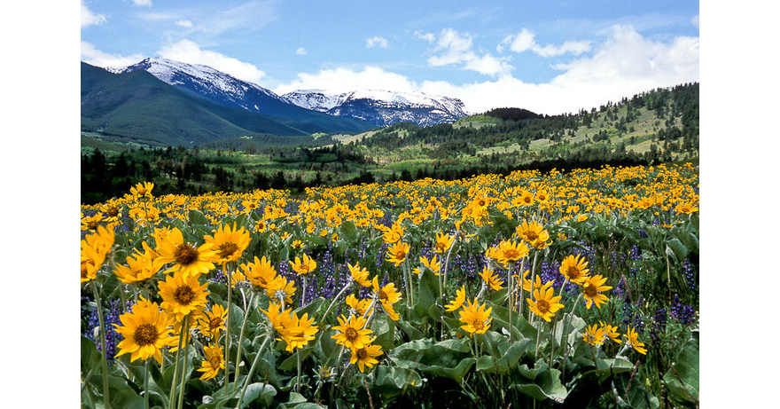 Explore Spring in Montana