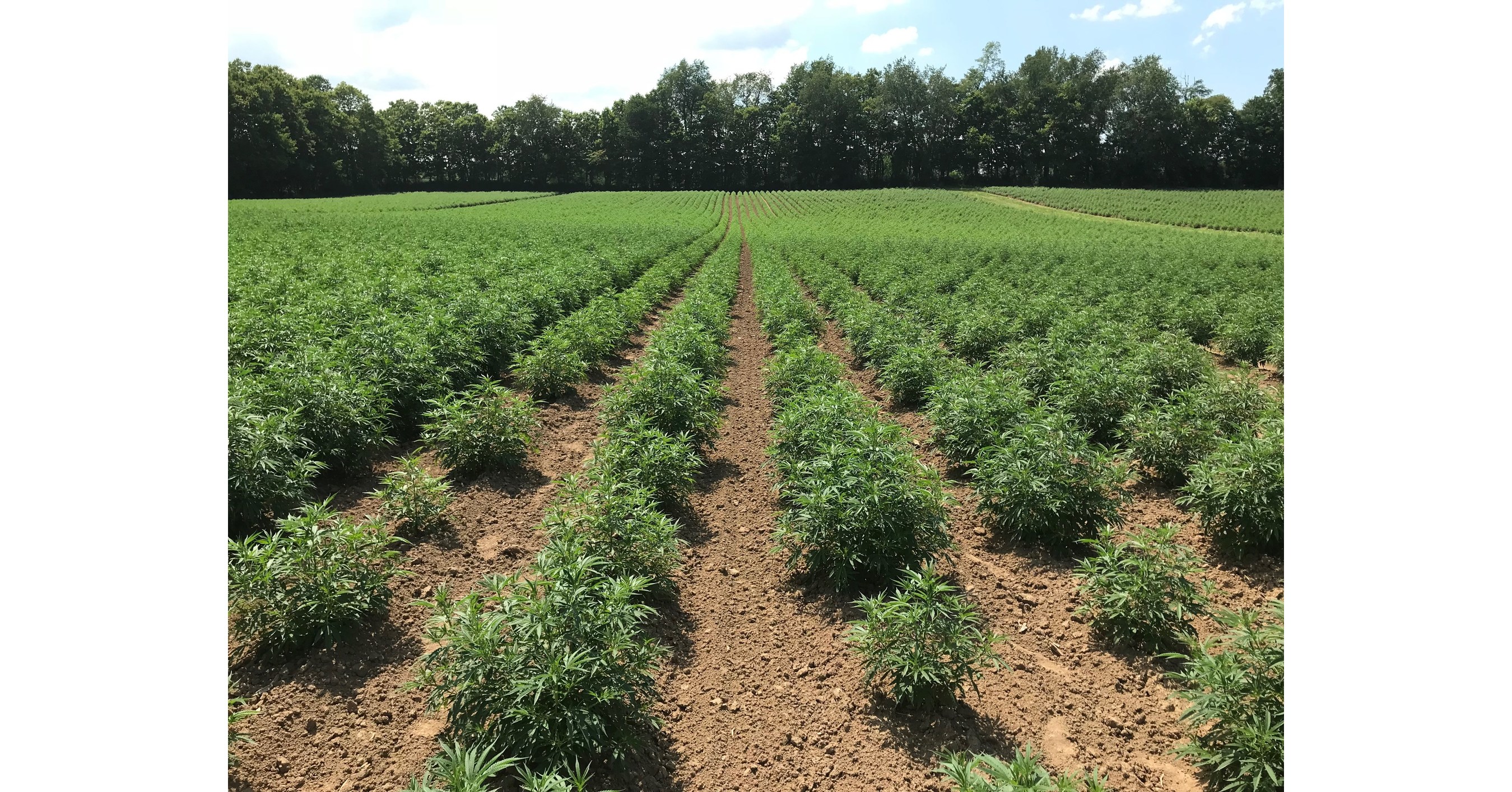 HempLogic™ Announces Availability of over 10,000 Acres of high CBD ...