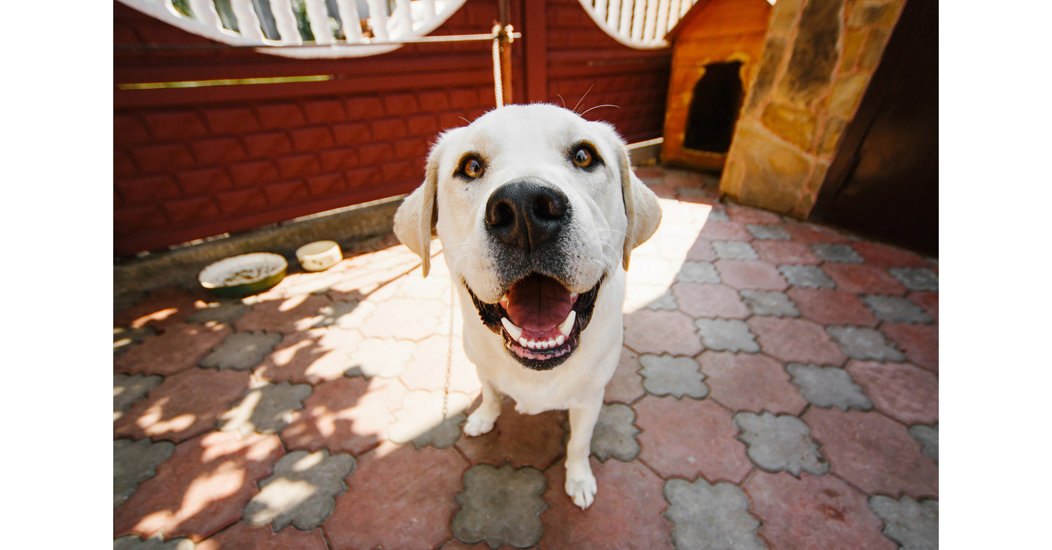 4 Ways Pets Make Humans Better