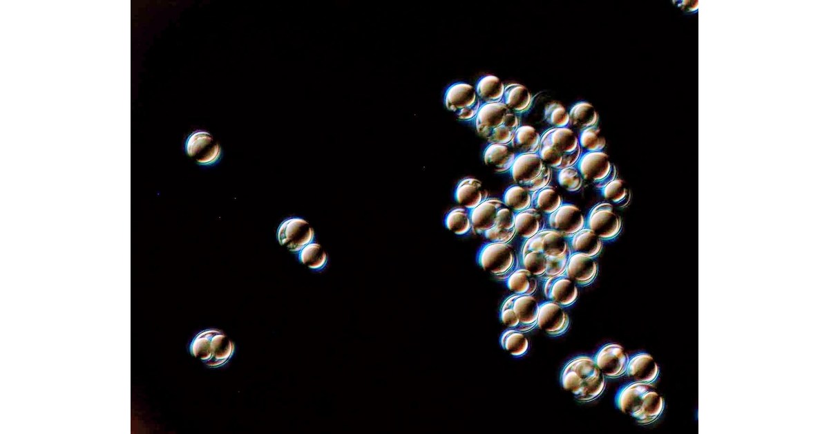 Checkerspot Closes $13 Million Series A Led by Builders VC