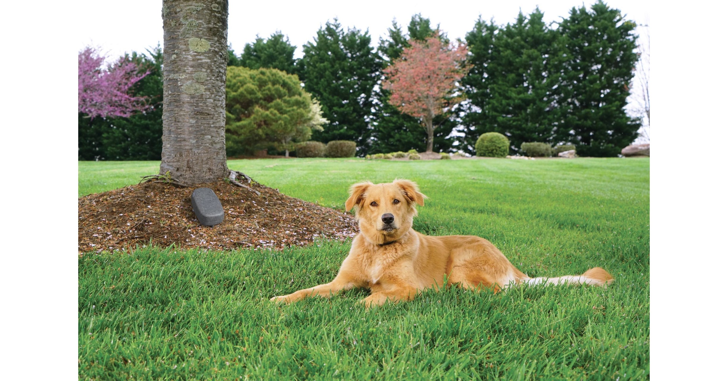 PetSafe® Releases Five New Pet Doors and Pet Fences Just in Time for Spring