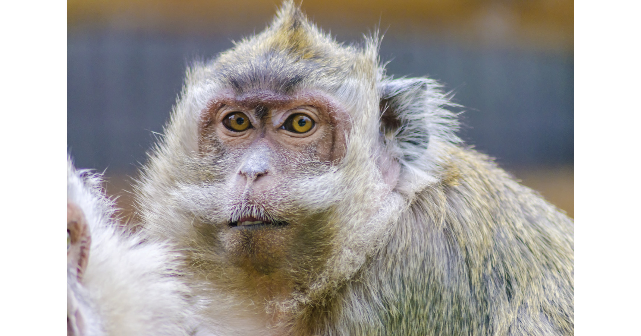 Primate Research Center Alpha Genesis Maintains Full USDA, AWA Compliance