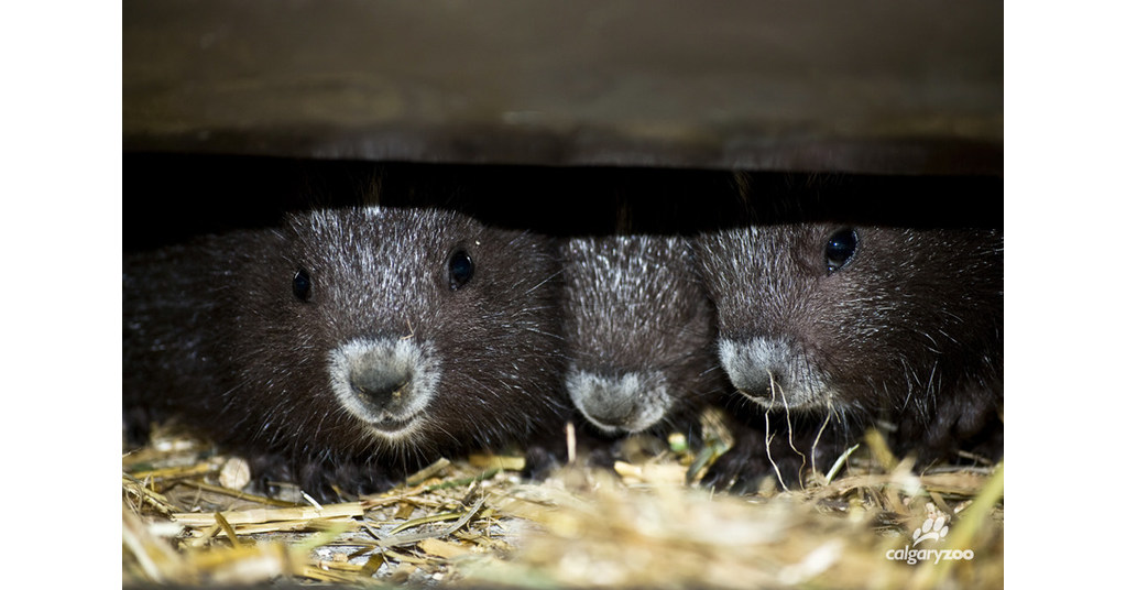 Future of the Vancouver Island marmot looks brighter thanks to new study