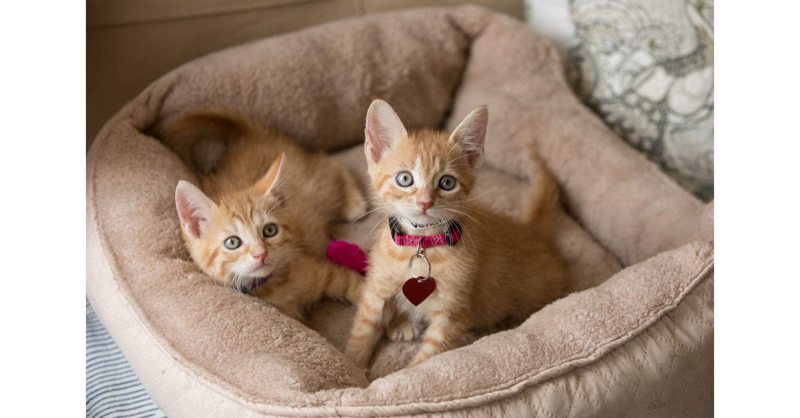 Kitten Season Sweeps the US, Creating a Tremendous Need for Life-Saving ...