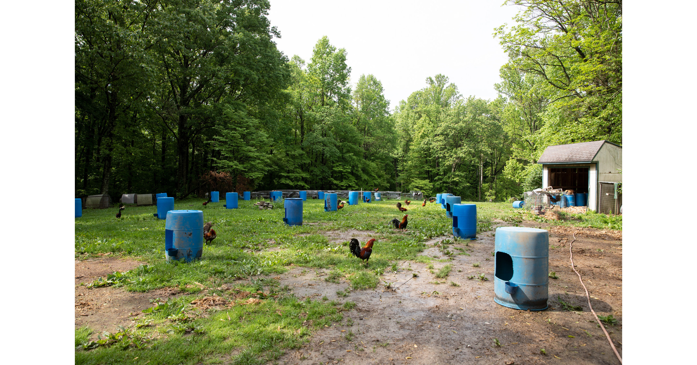 ASPCA® Assists Indiana Gaming Commission in Rescuing Nearly 600 Birds ...