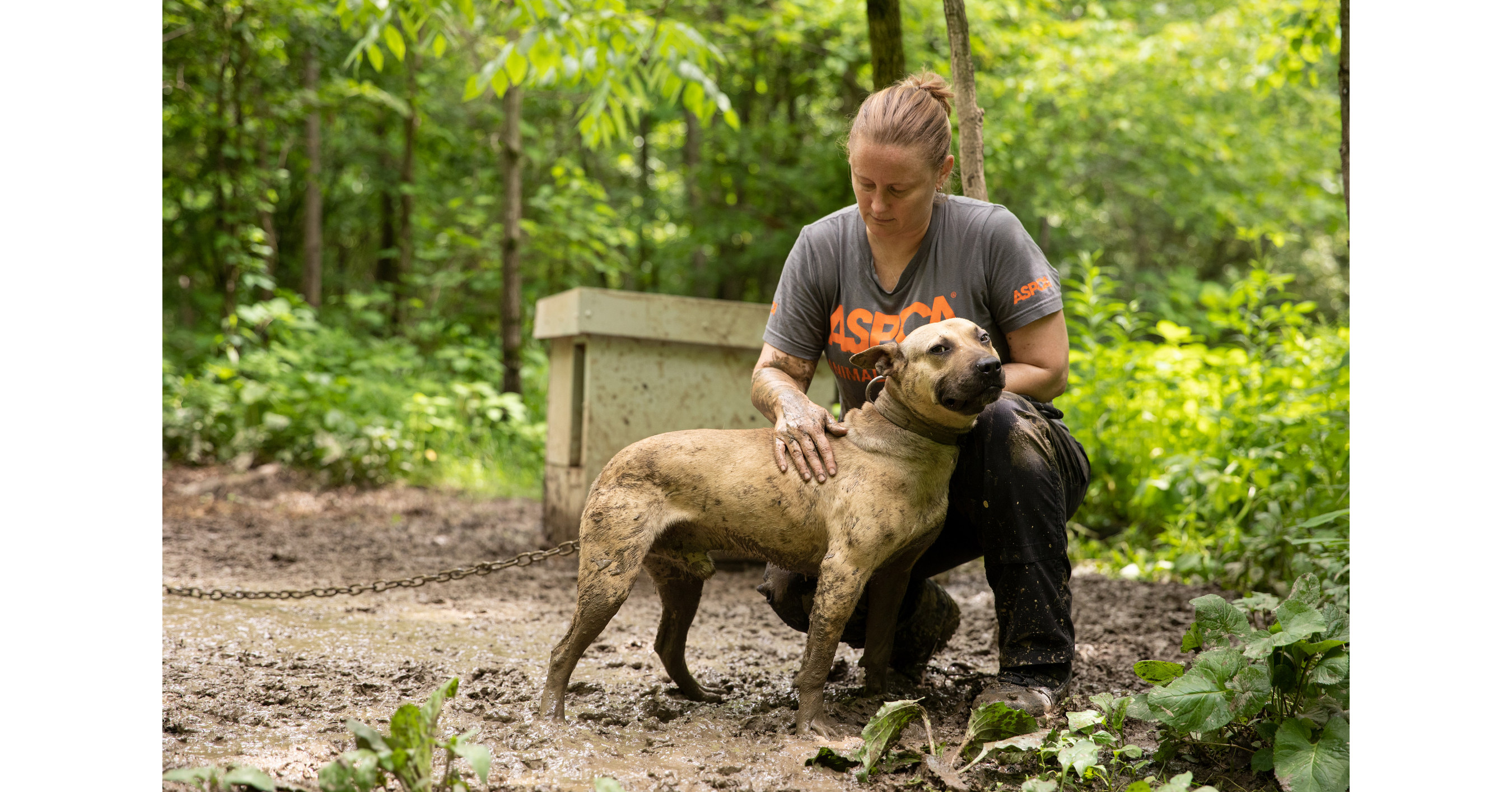 ASPCA® Assists Indiana Gaming Commission in Rescuing Nearly 600 Birds ...