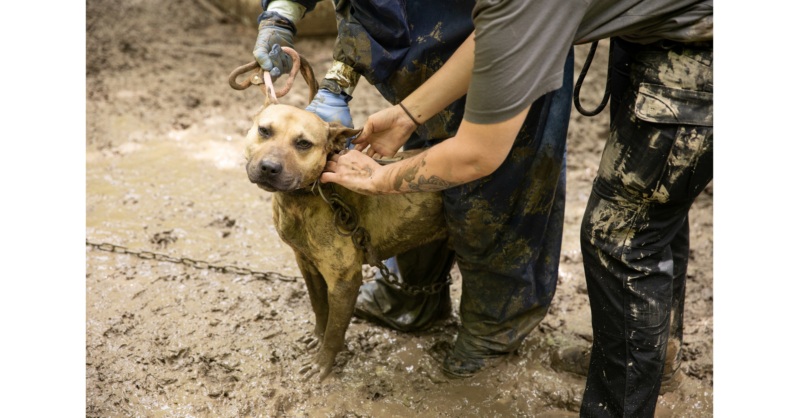 ASPCA® Assists Indiana Gaming Commission in Rescuing Nearly 600 Birds ...