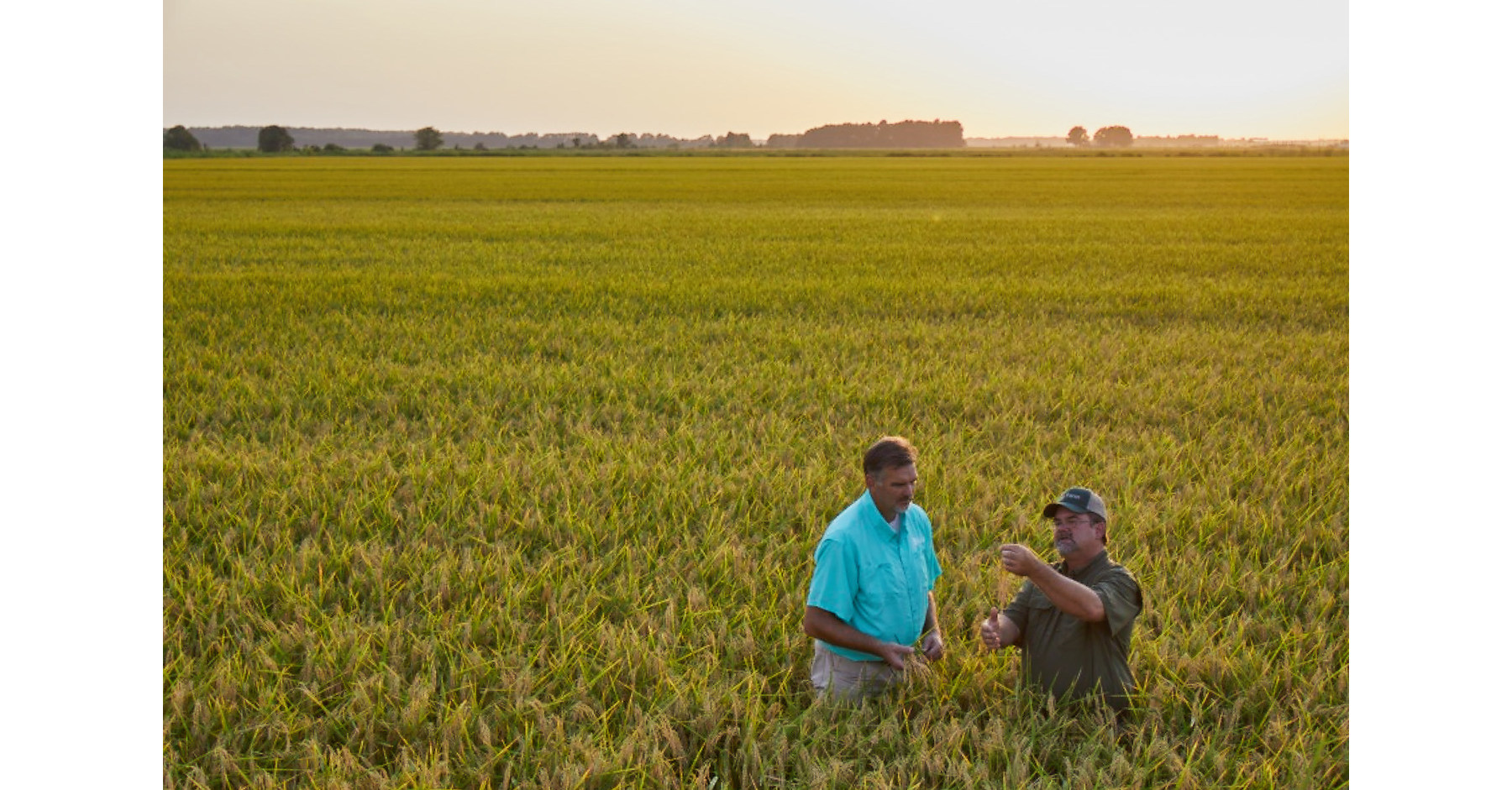 RiceTec and Benson Hill Collaborate to Explore New Technologies for ...