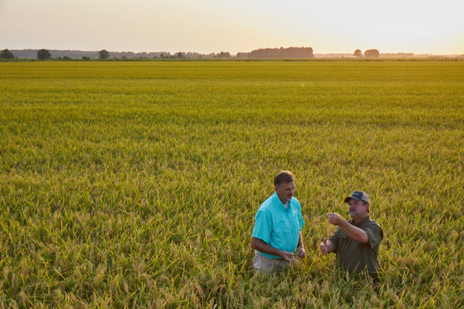 RiceTec and Benson Hill Collaborate to Explore New Technologies for ...