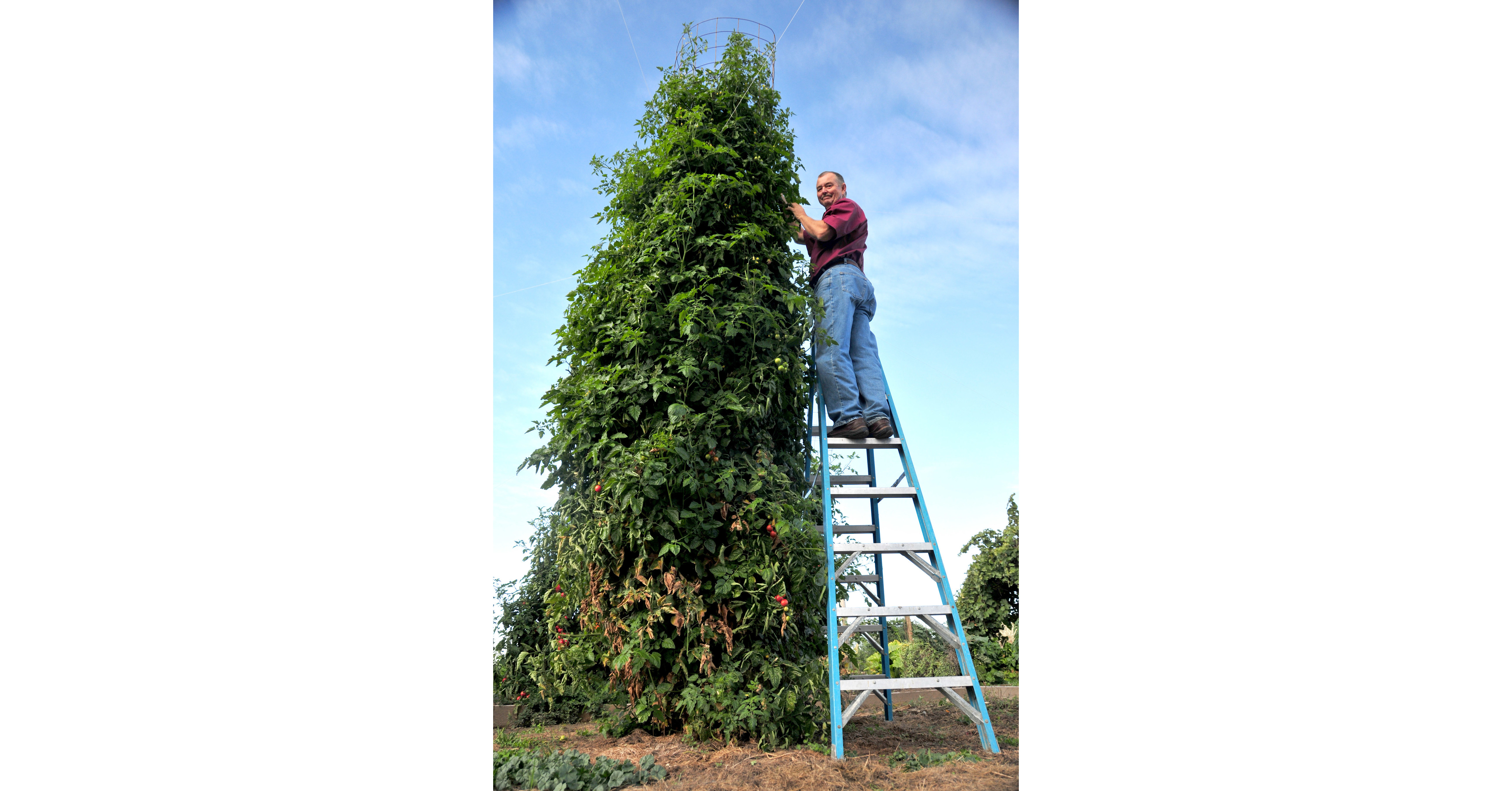 "Serendipitous Discovery" Leads to Perfect Fertilizer