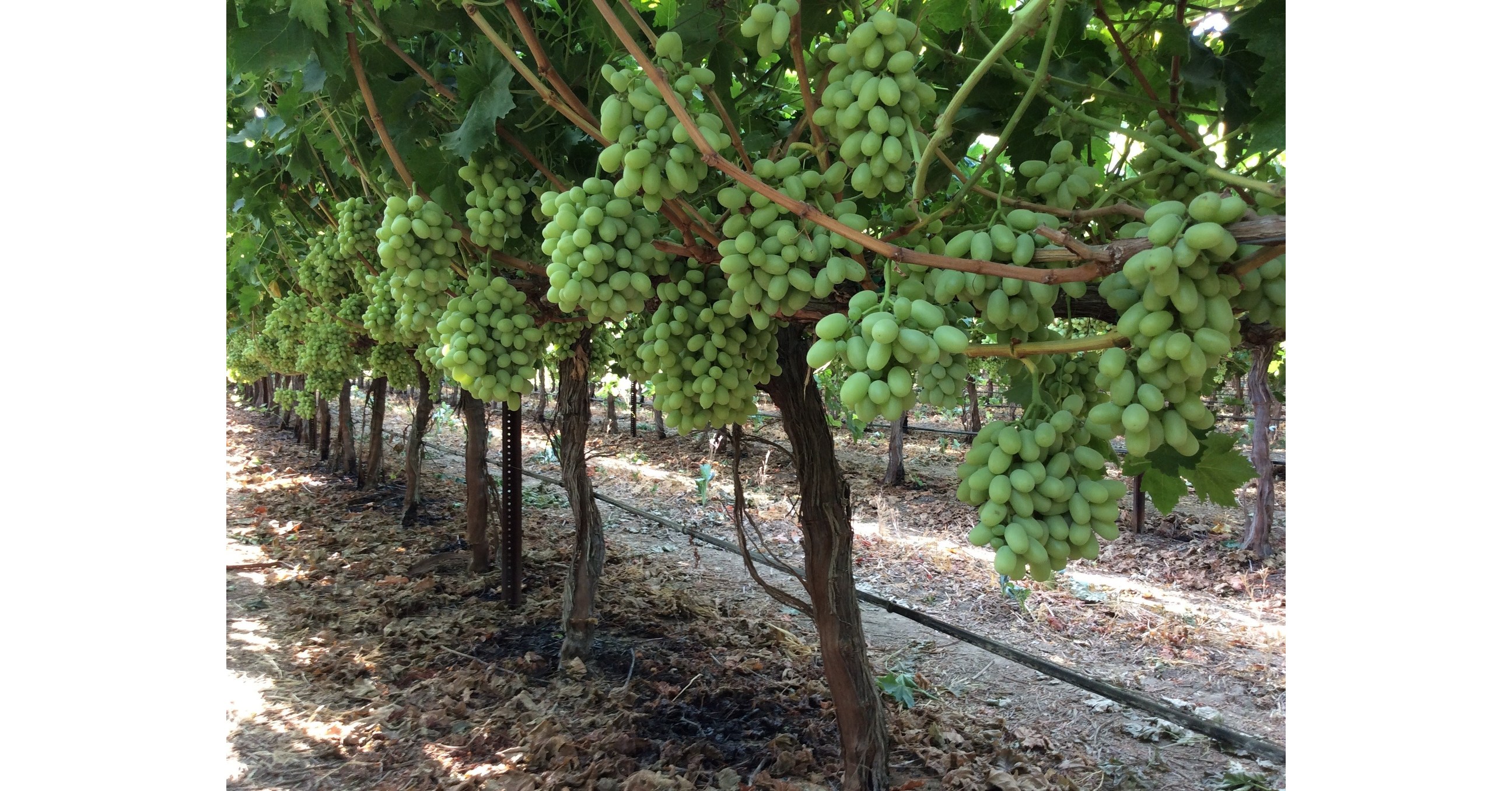 Grape Shot! Family of Farmers Behind Blanc Vineyards Partners With NBA ...