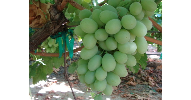 Grape Shot! Family of Farmers Behind Blanc Vineyards Partners With NBA ...