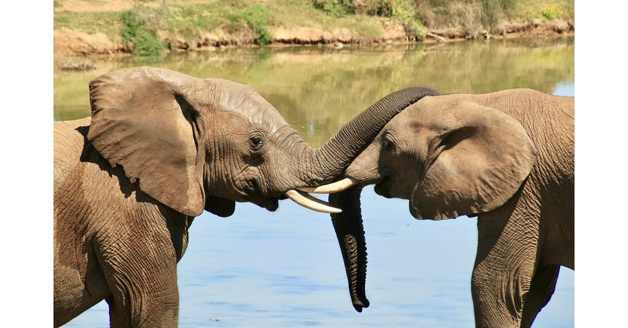 Peace 4 Animals, World Animal News, & Its Partners Secure $1 Million ...