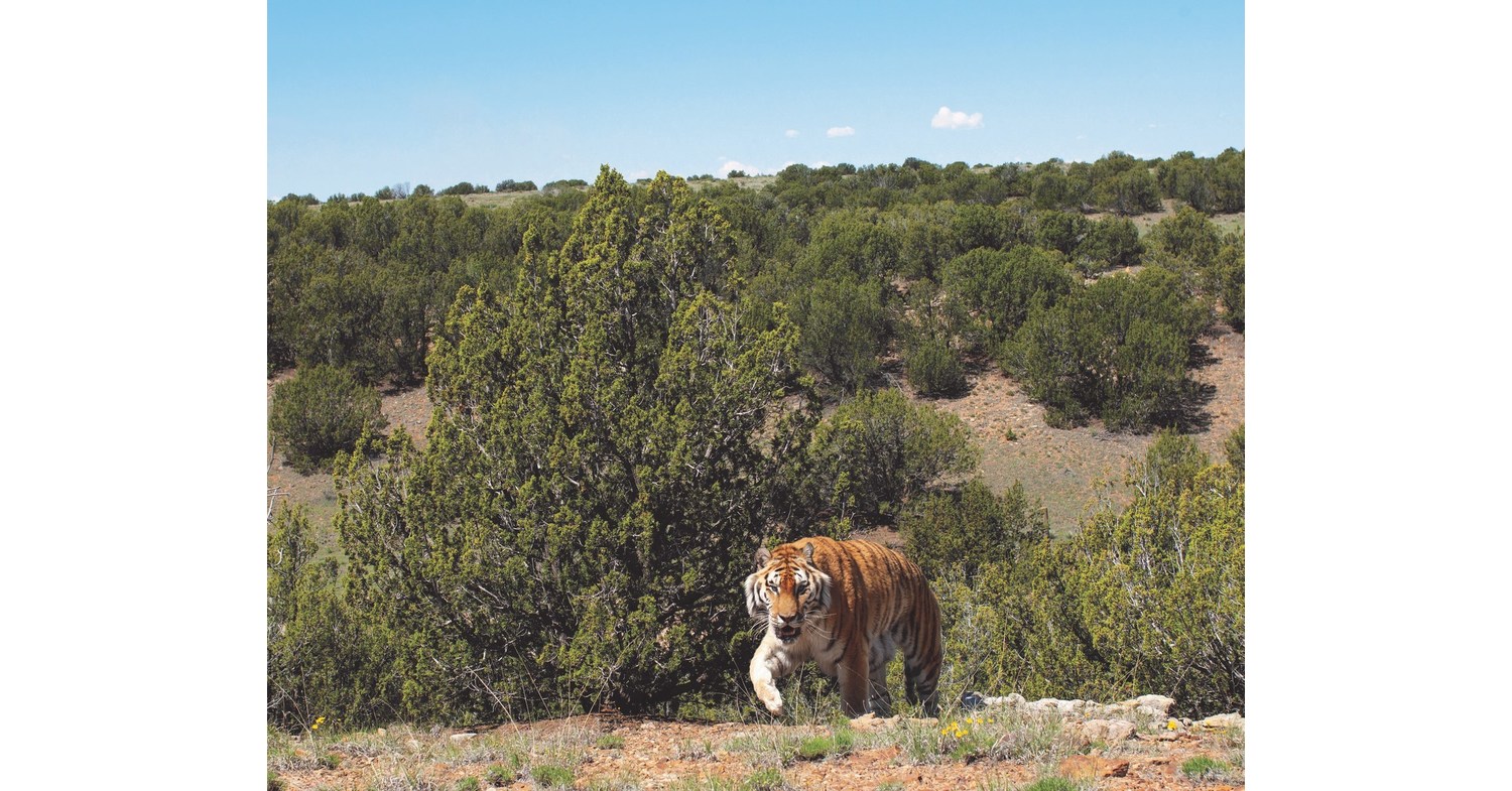 Colorado's Wild Animal Sanctuary Opens First 35-Acre Habitat at New ...