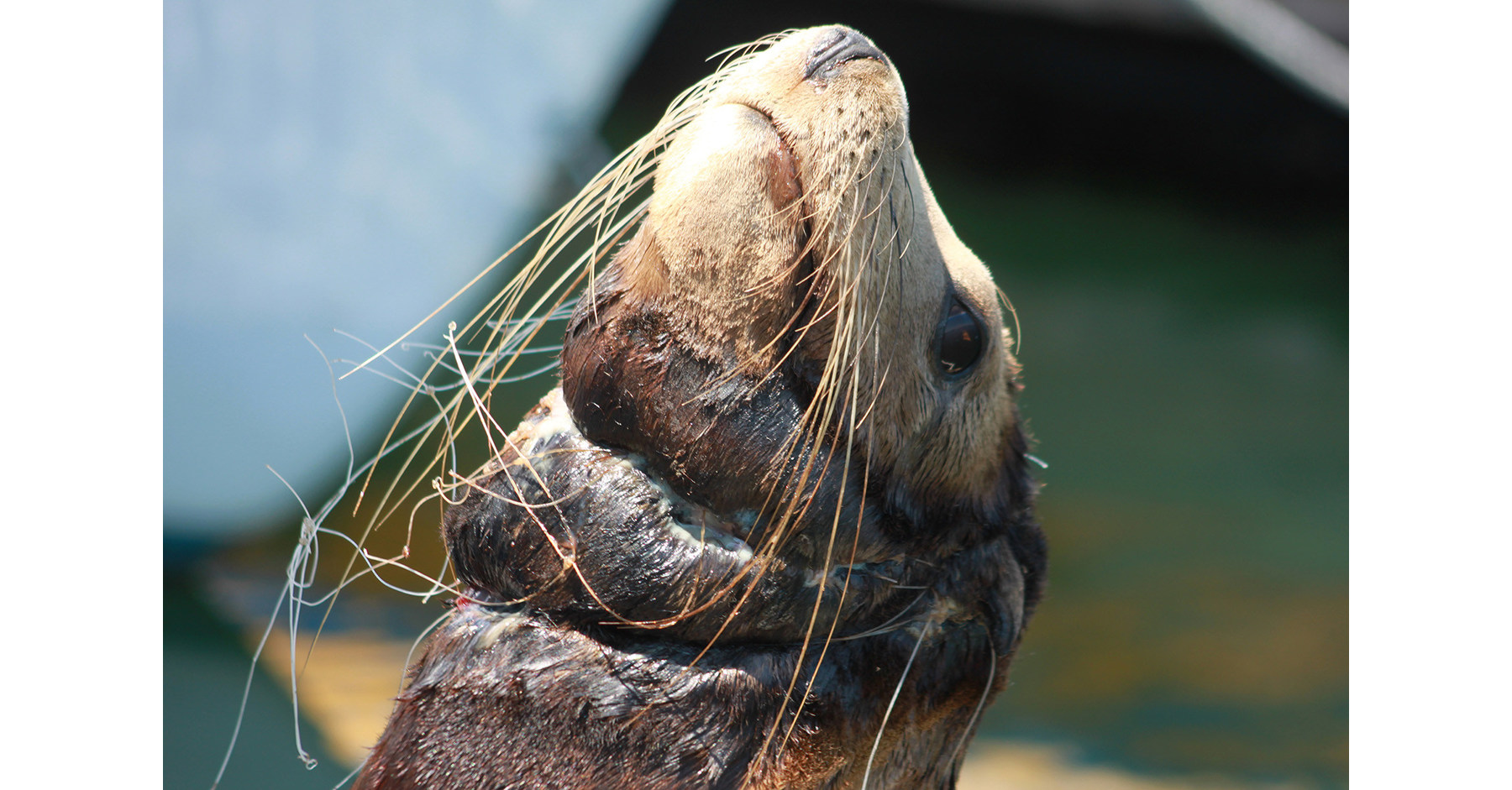 World Oceans Day is a Reason to Celebrate and Reflect