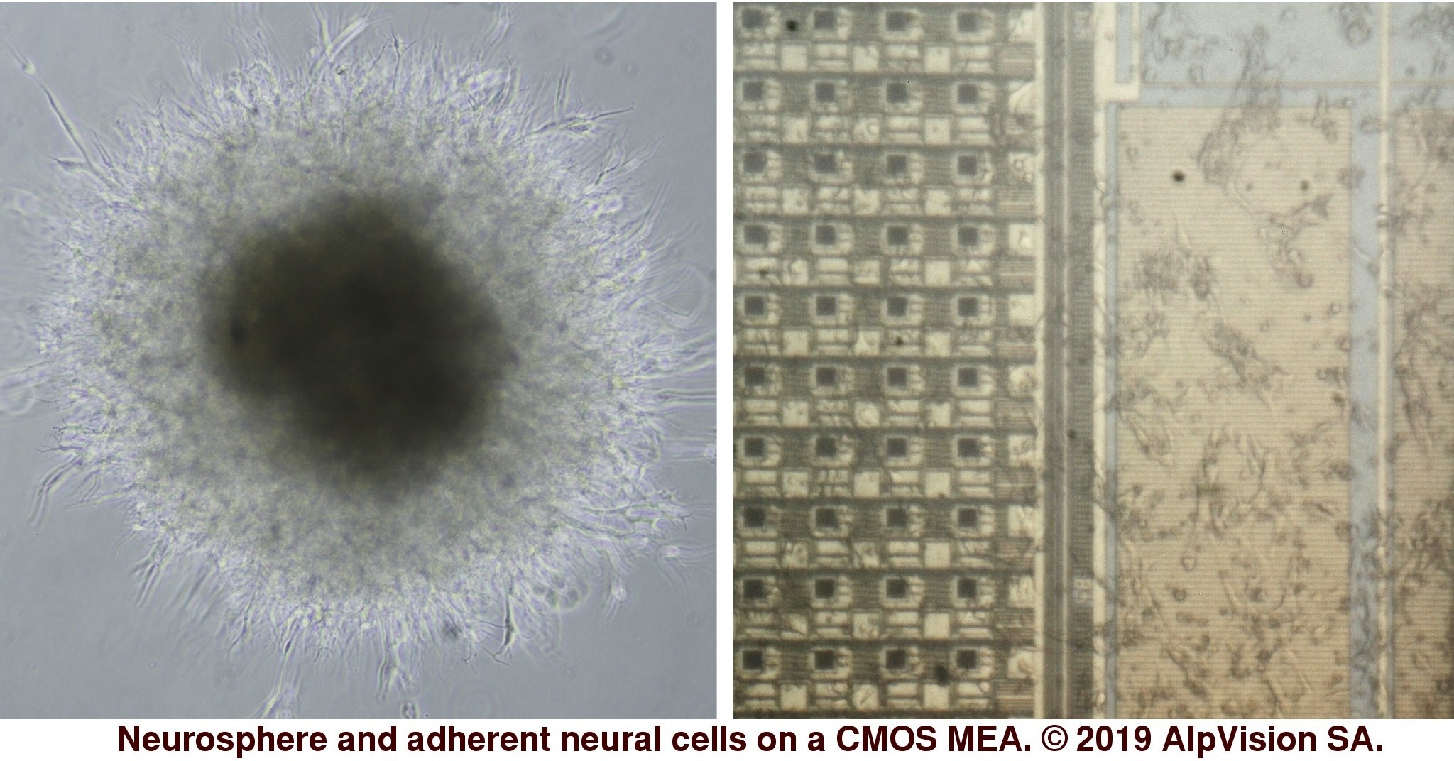 AlpVision to Offer the First Online Biological Neural Networks (BNN ...