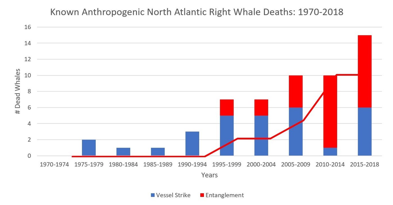 Multi-Agency Research Confirms North Atlantic Right Whale Mortalities ...