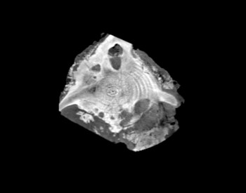 Multi-Agency Research Confirms North Atlantic Right Whale Mortalities ...