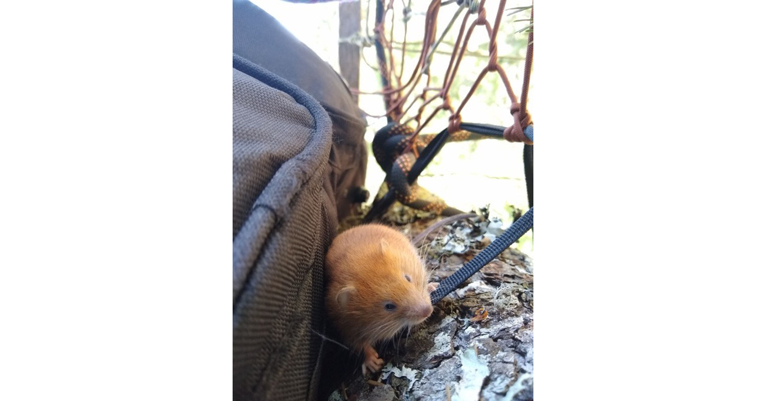 Rare Tree Vole Appears on Humboldt Redwood Company's Rainbow Ridge