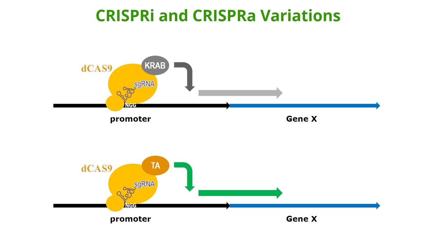 Cellecta, Inc. Launches the First Commercially Available Dual-sgRNA ...