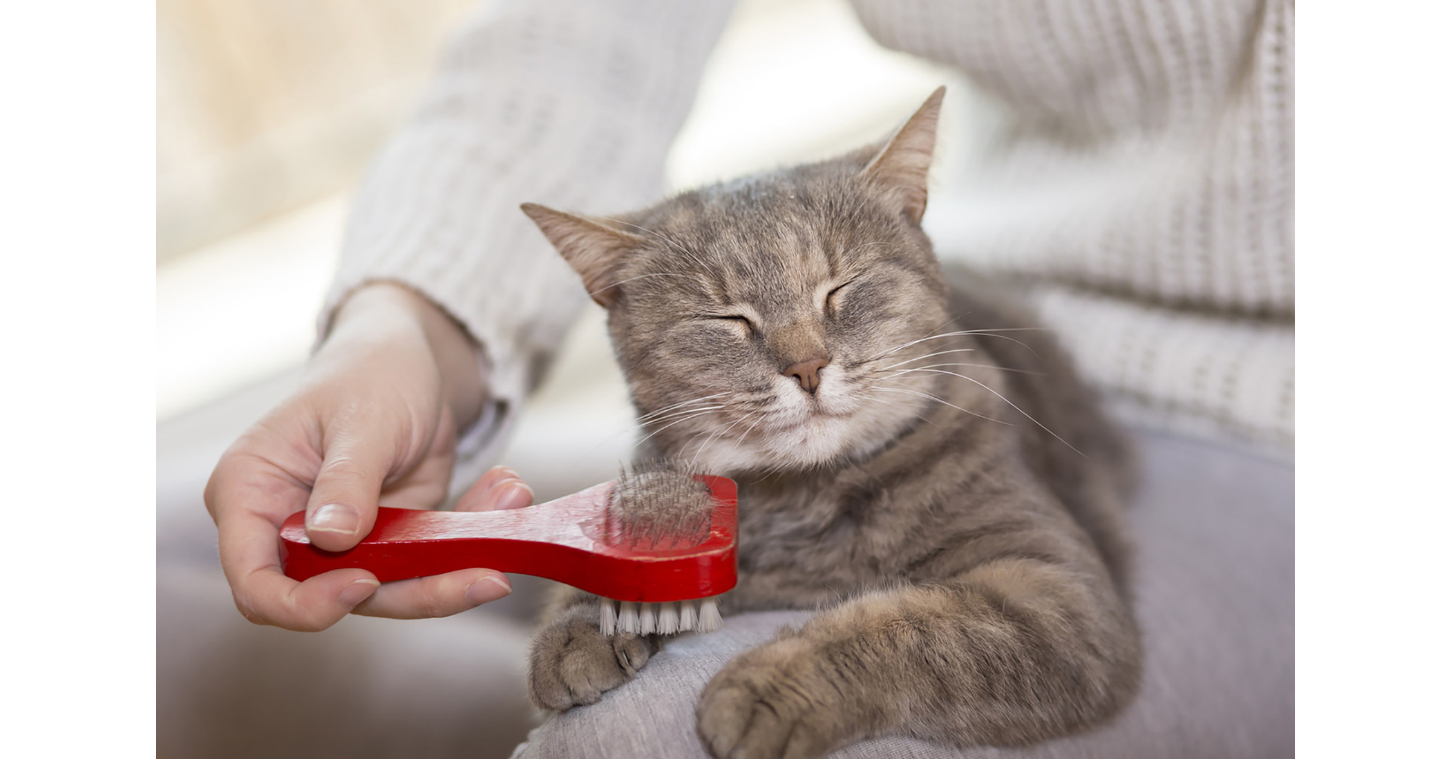 4 Ways to Connect with Your Cat