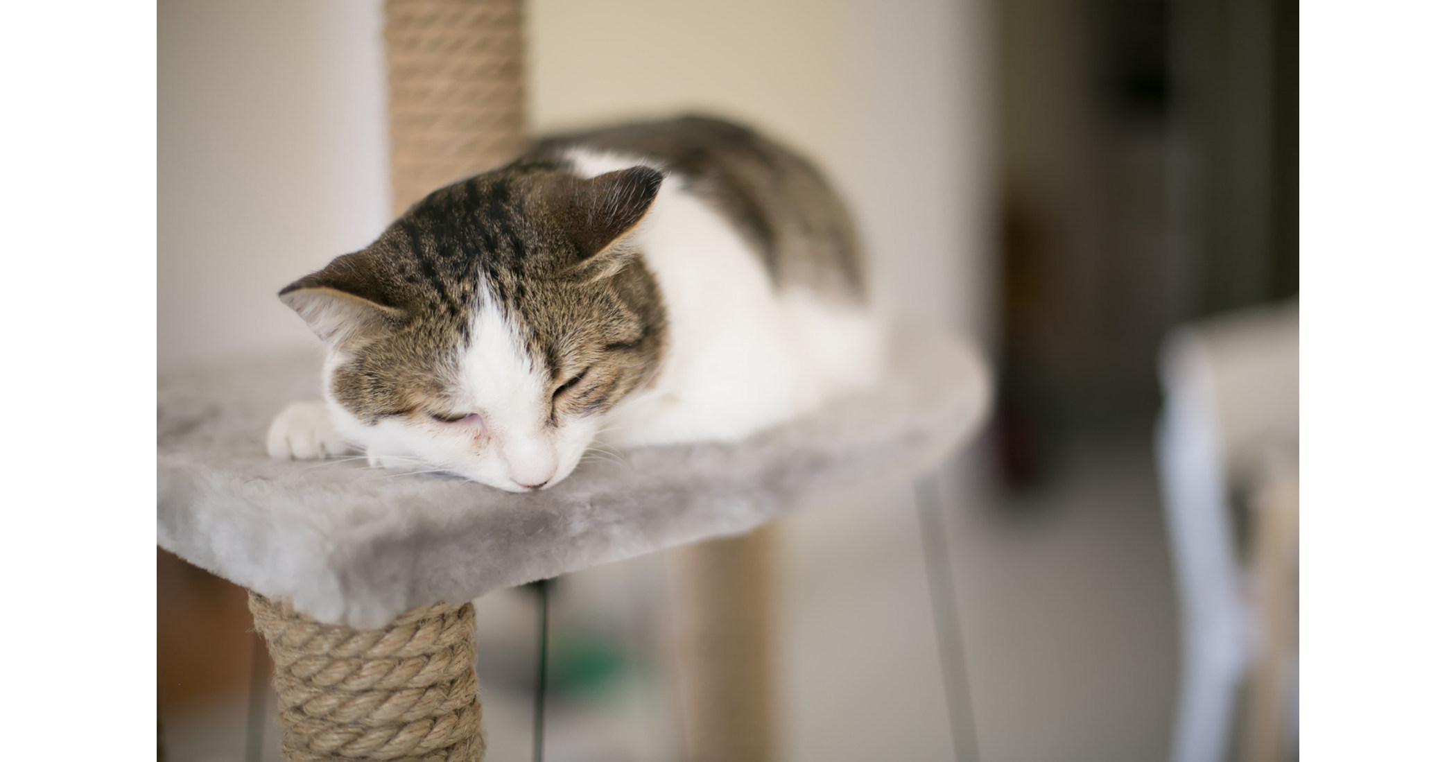 4 Ways to Connect with Your Cat