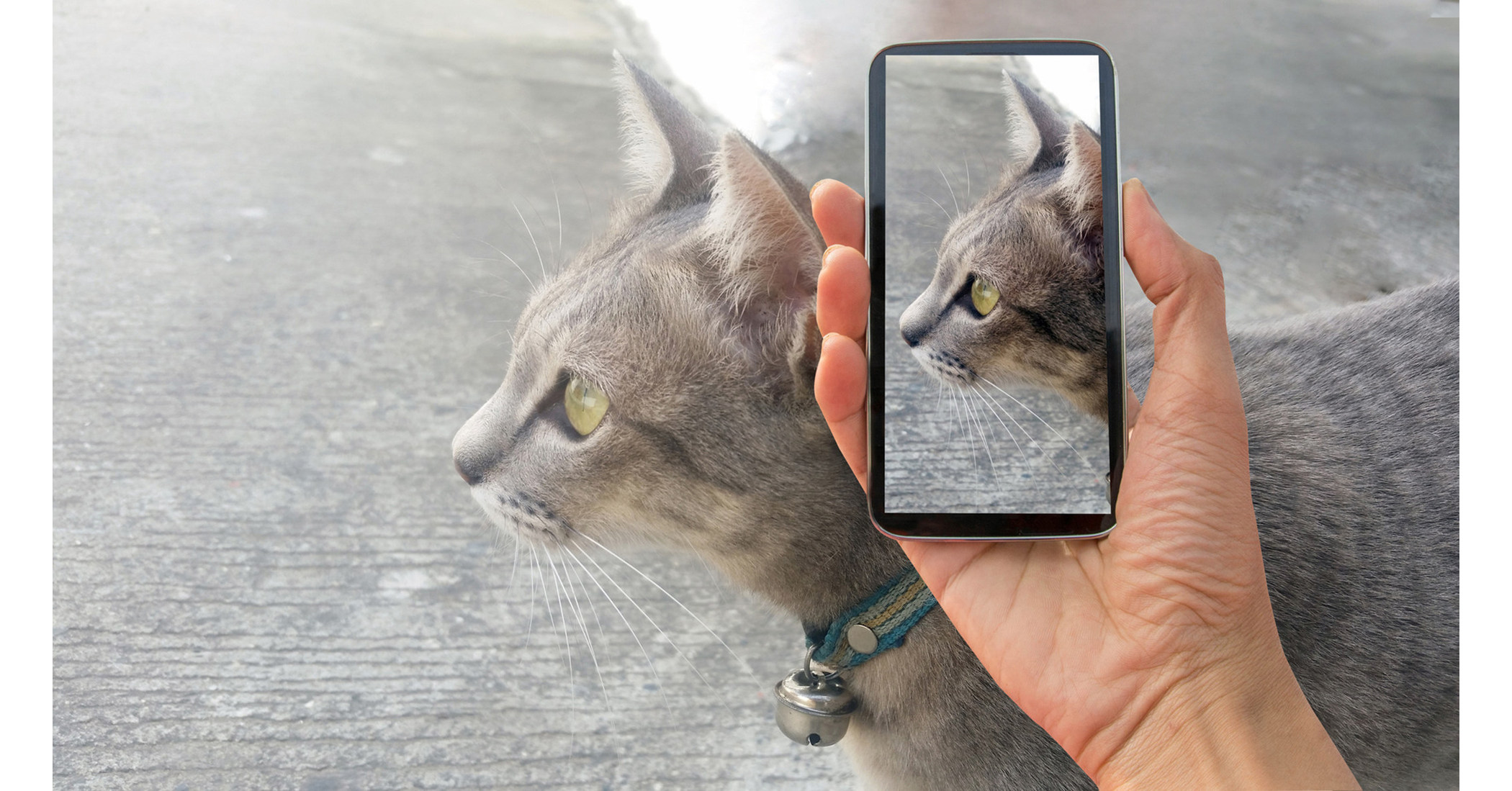 5 Tips for Capturing Purr-fect Pictures of Your Cat