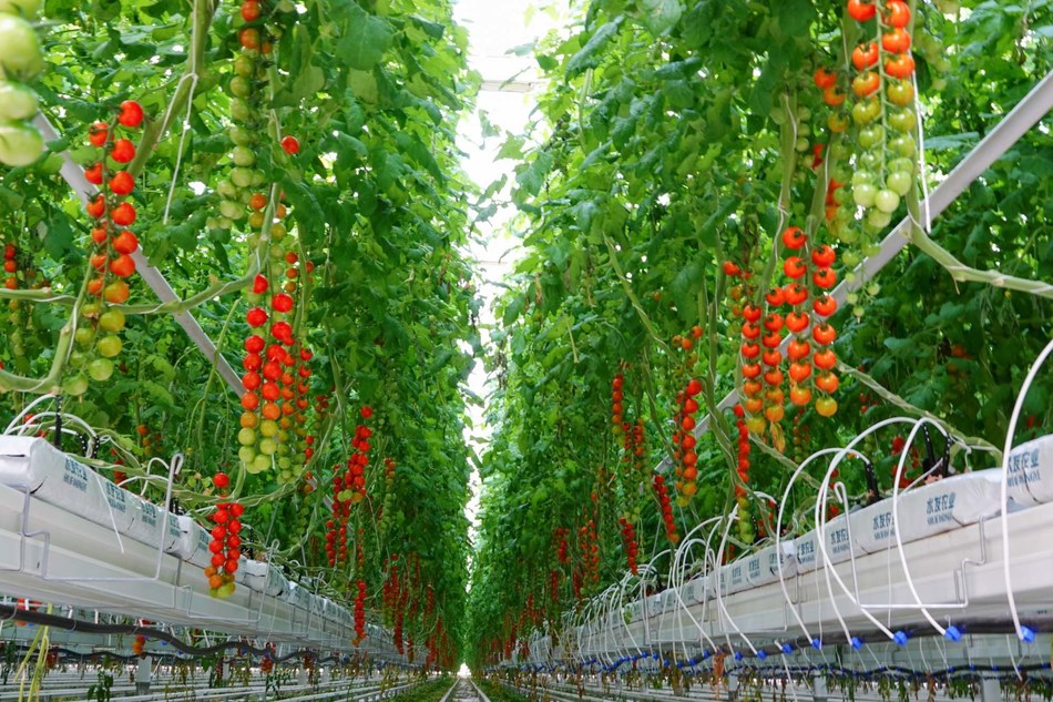 Qingyun sets the bar for modern Chinese agricultural development