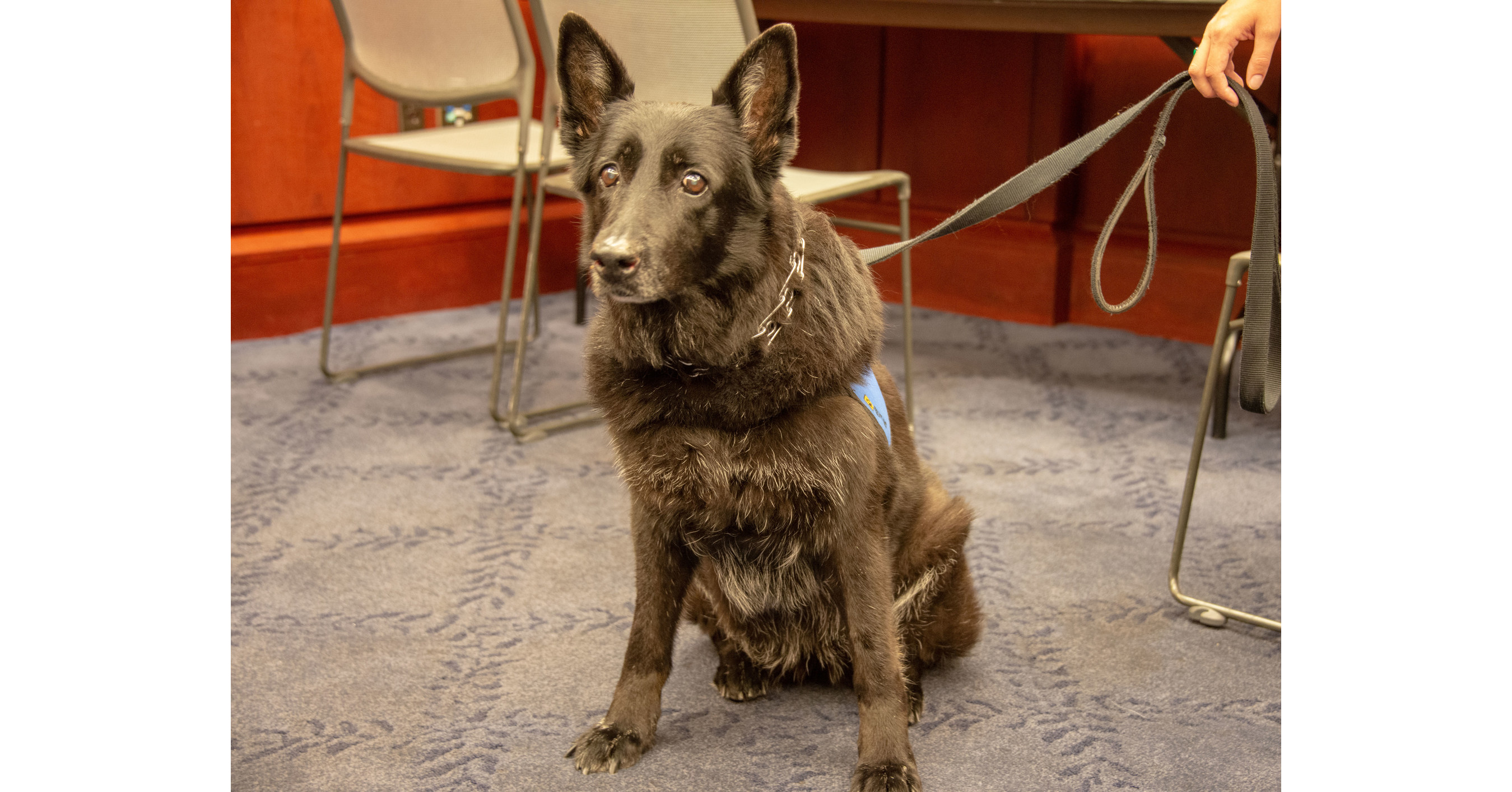 Landmine Dog Yankee Returns To Capitol Hill To Lend Support To ...