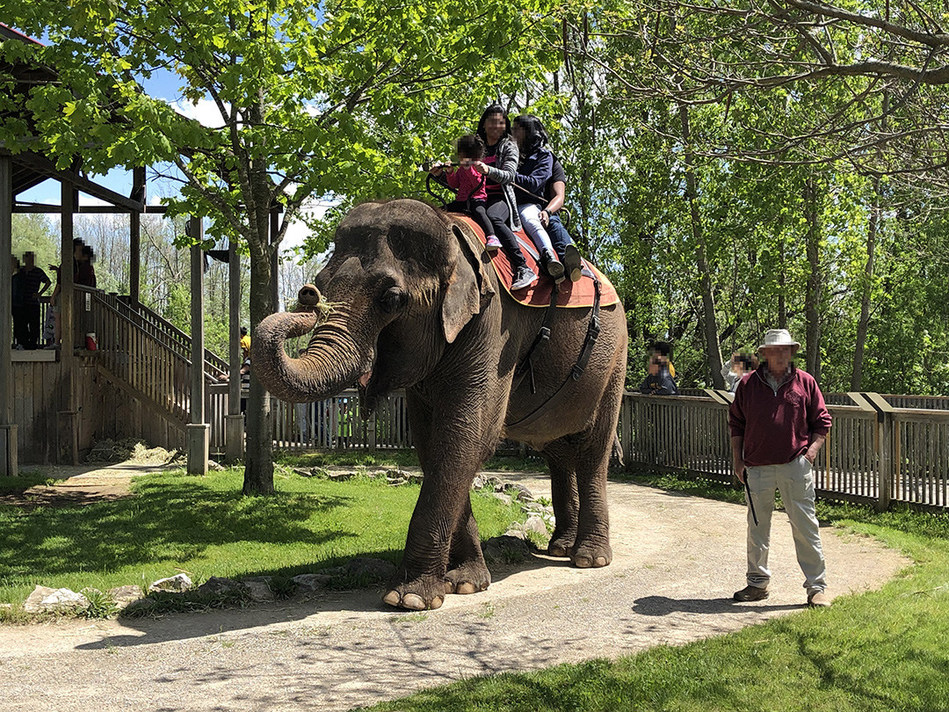 Canadian zoos among venues offering cruel, outdated activities says new ...
