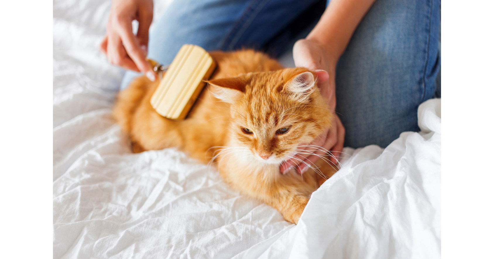5 Ways to Keep Your Cat Happy and Healthy