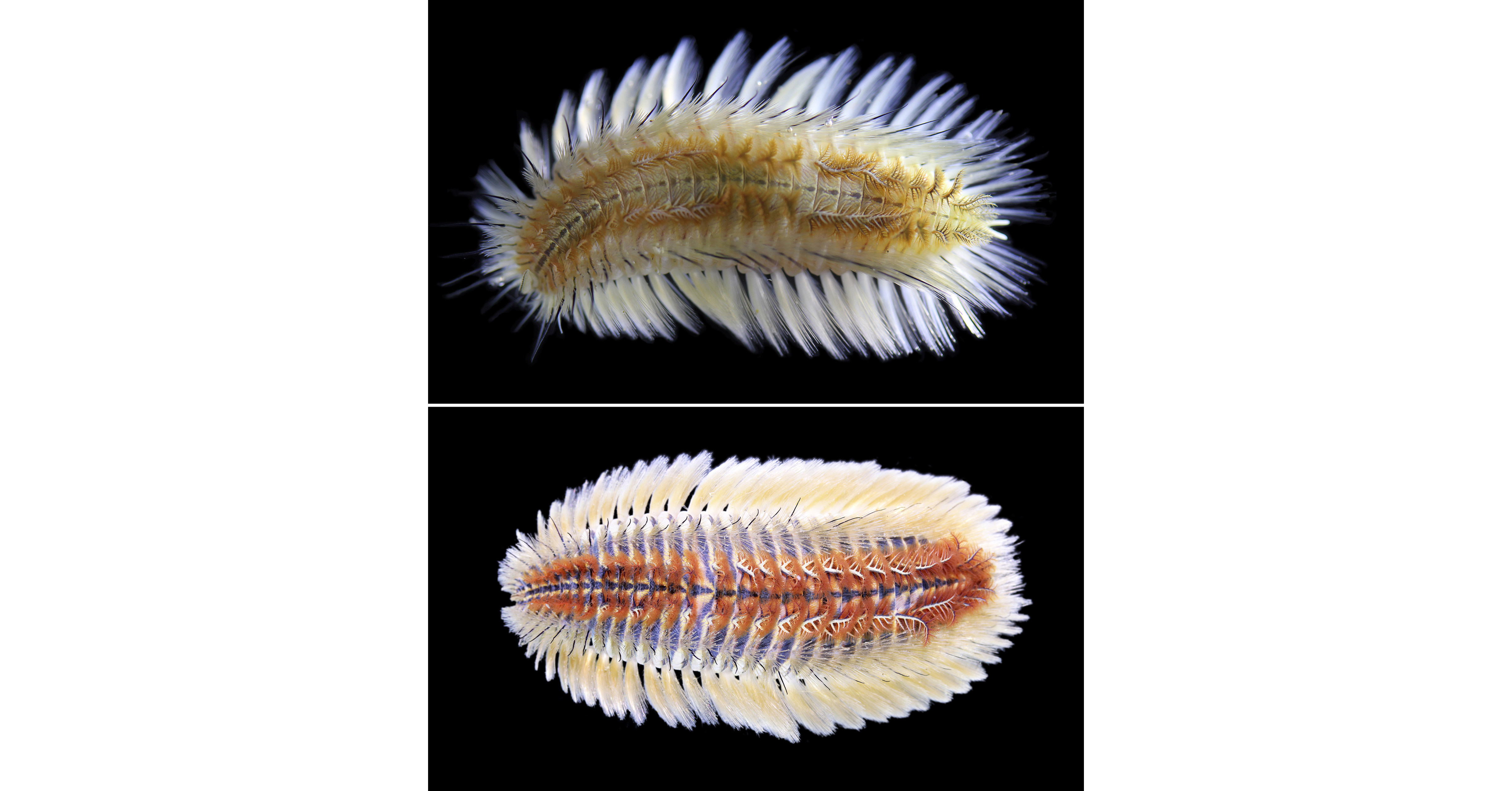 HKBU Biologists Discover and Name New Fireworm Species in Hong Kong Waters