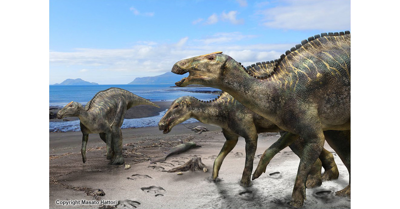 A New Duck-Billed Dinosaur, Kamuysaurus japonicus, Identified by ...