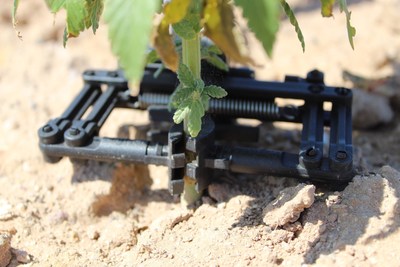 Integrated CBD Sets Sustainable Hemp Farming Standards with Completion ...